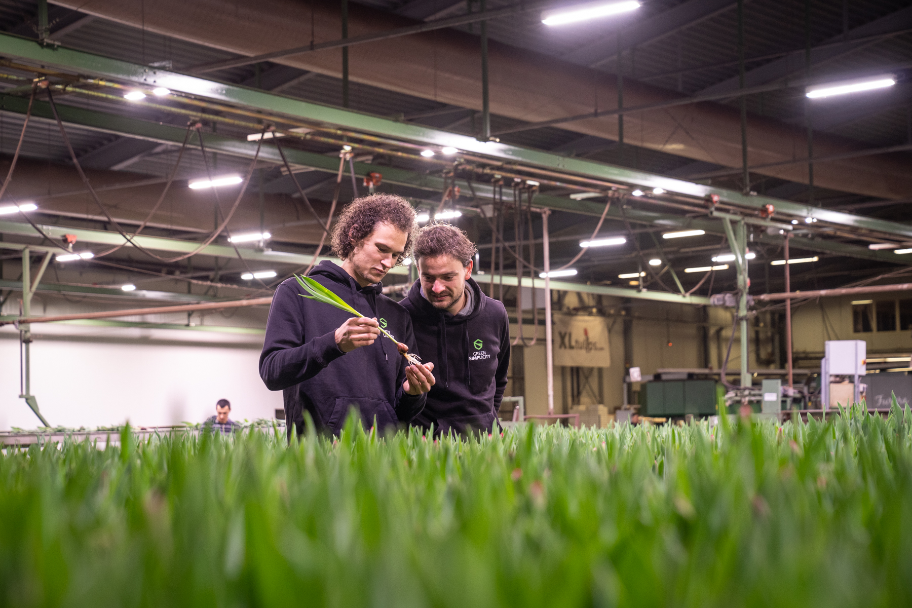 Green Simplicity: Grow Smarter