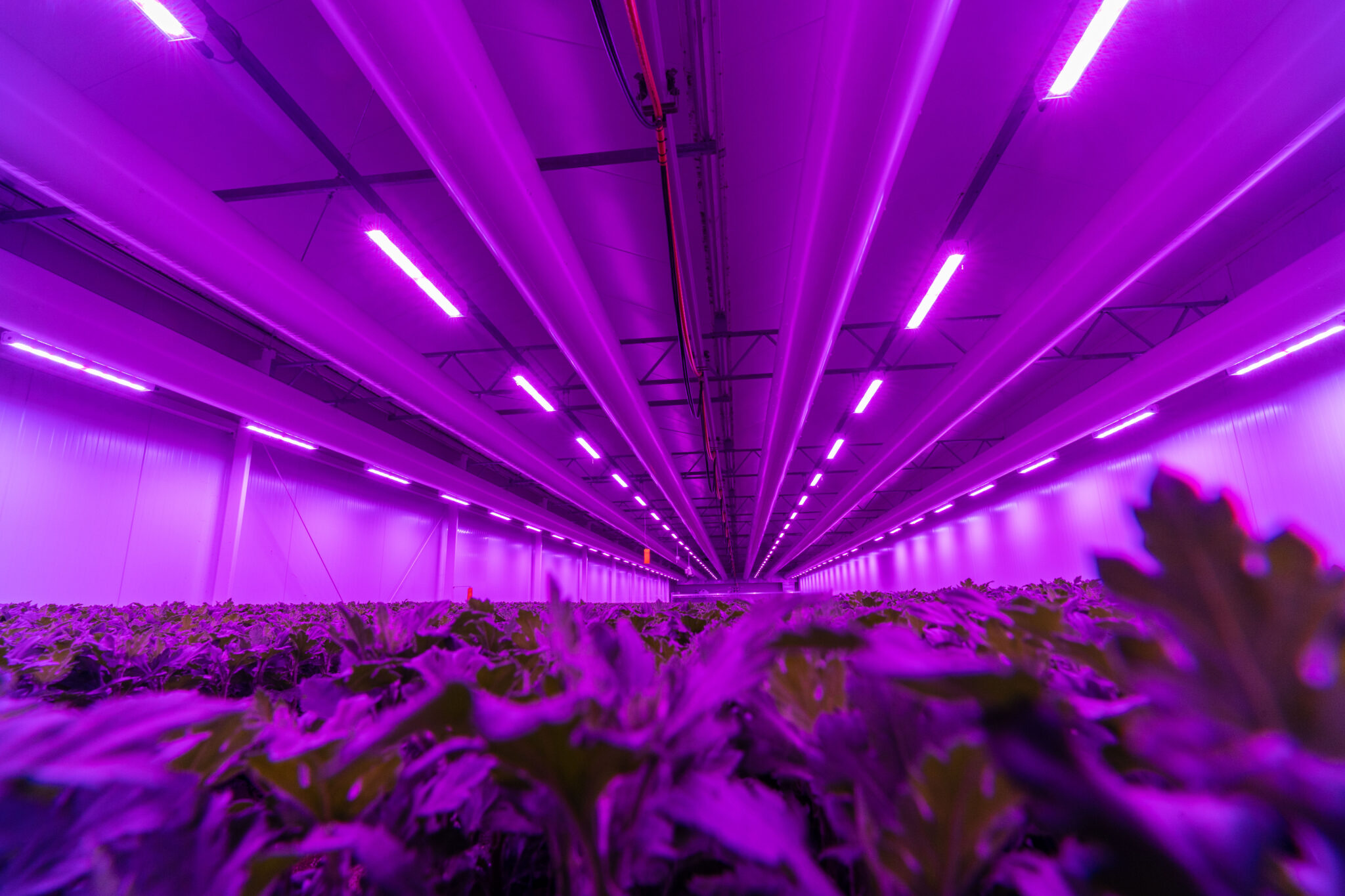 Green Simplicity: Grow Smarter